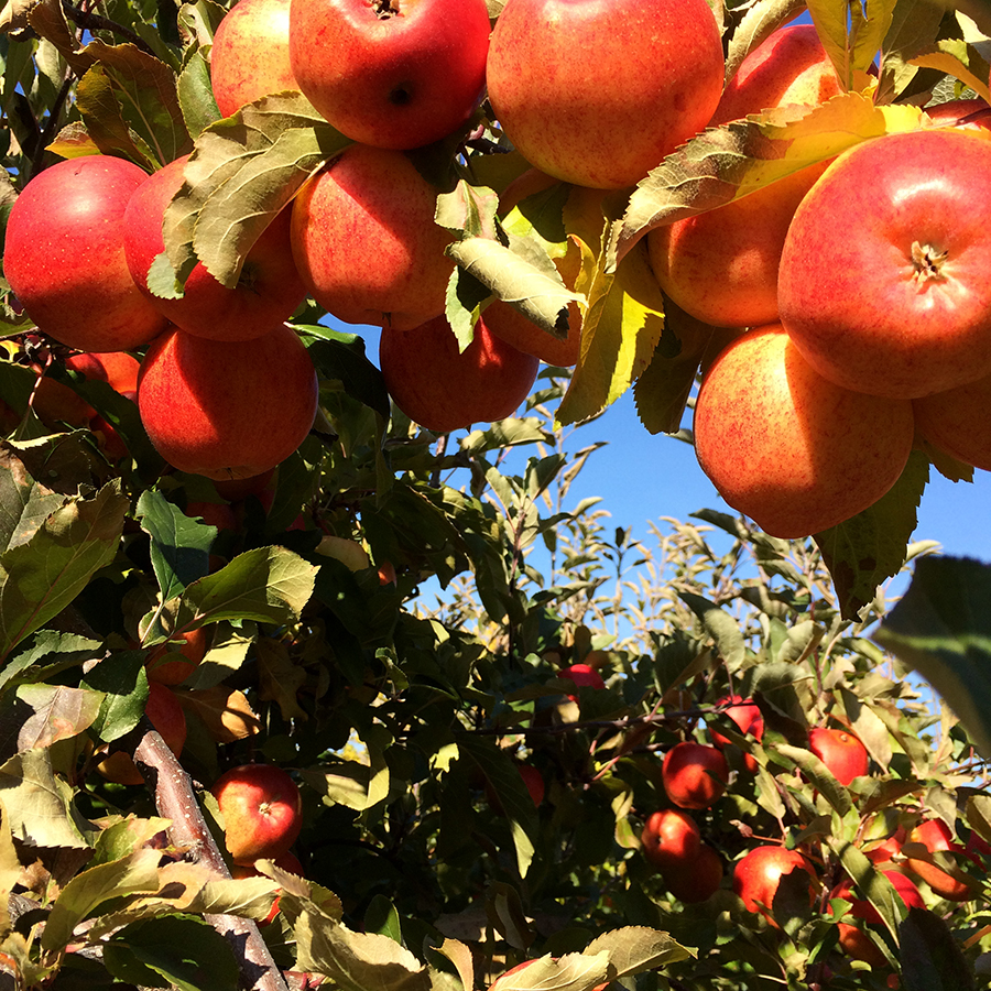 oct apples | Getmans' Orchard and Vineyard