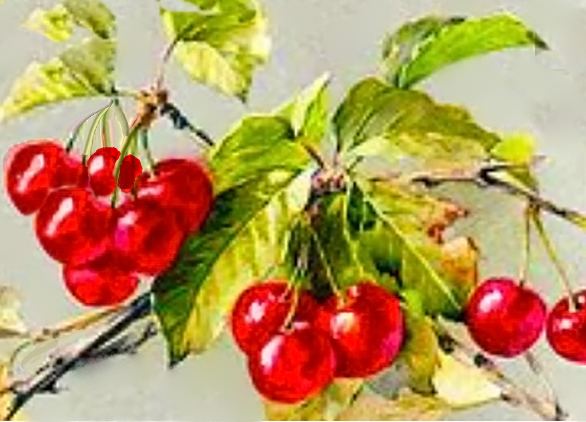 Getmans' Orchard and Vineyard | Prime sweet cherries, peaches, plums ...