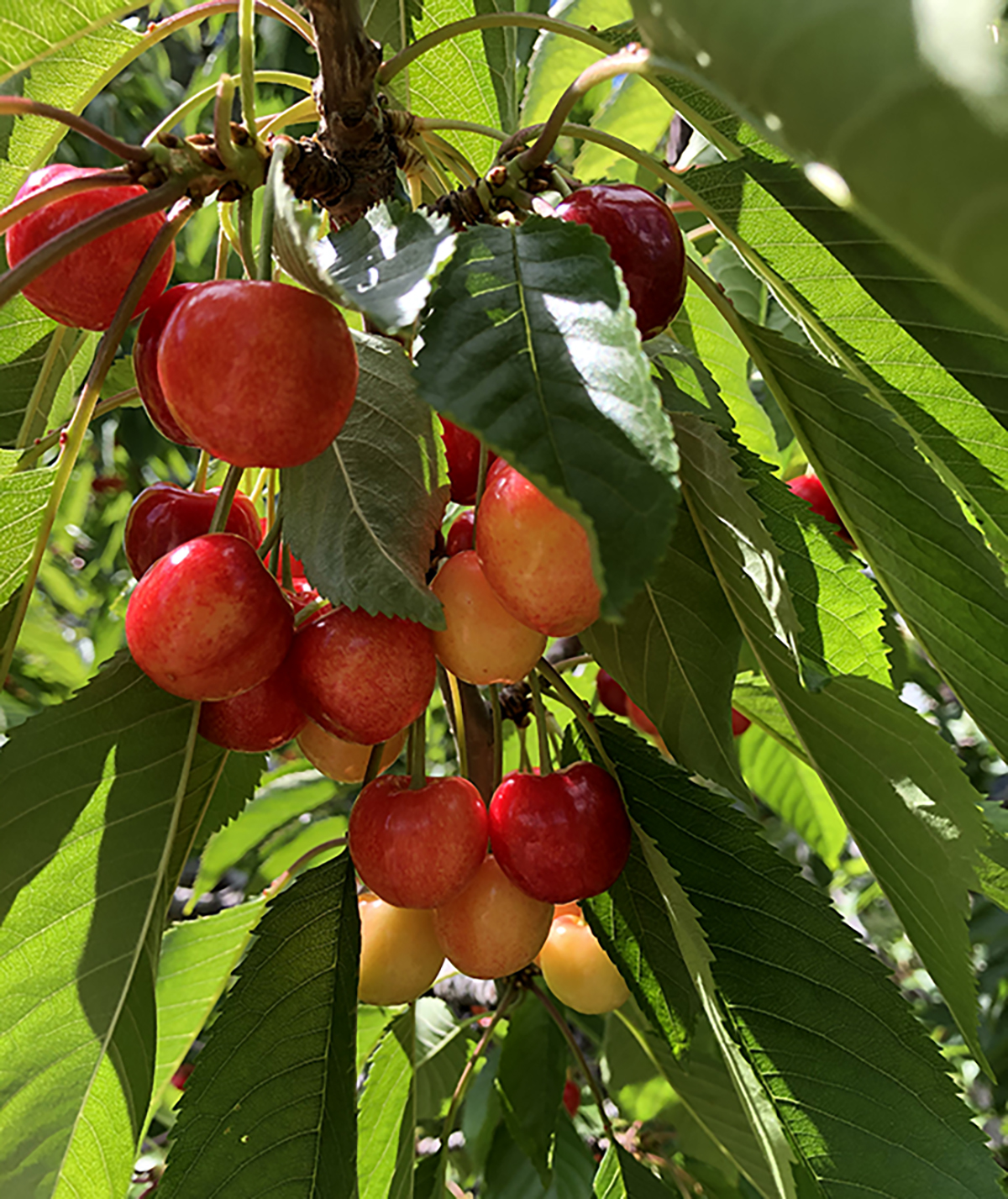 Getmans' Orchard and Vineyard | Prime sweet cherries, peaches, plums ...