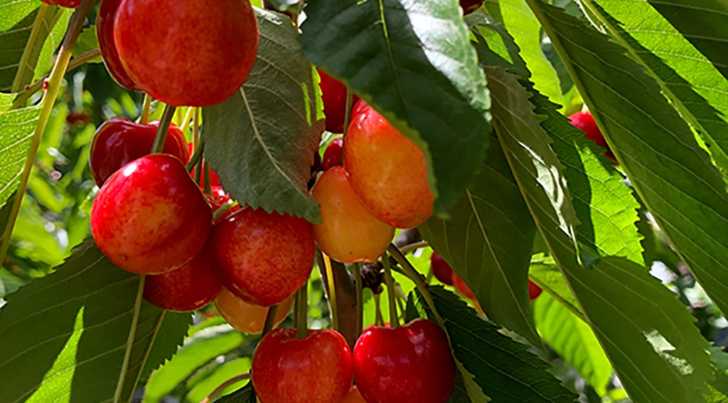 Getmans' Orchard and Vineyard | Prime sweet cherries, peaches, plums ...