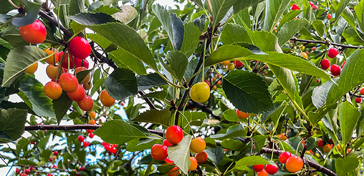 Getmans' Orchard and Vineyard | Prime sweet cherries, peaches, plums ...
