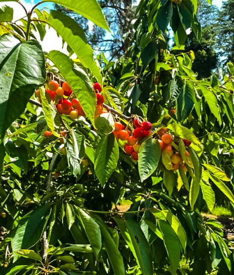 Getmans' Orchard and Vineyard | Prime sweet cherries, peaches, plums ...