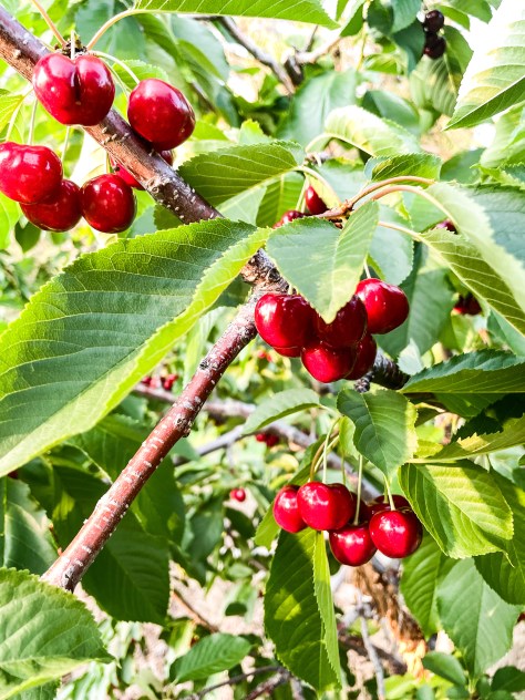 Getmans' Orchard and Vineyard | Prime sweet cherries, peaches, plums ...
