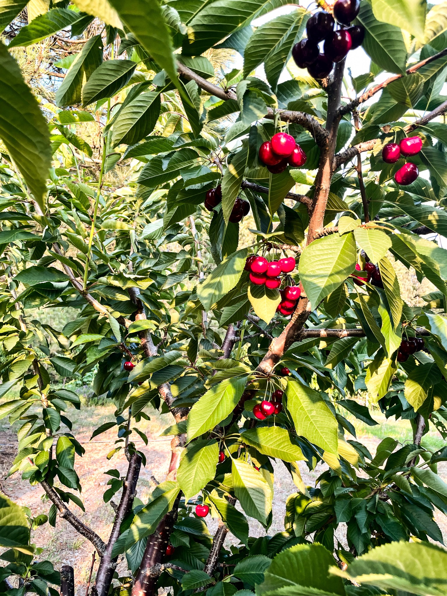 Getmans' Orchard and Vineyard | Prime sweet cherries, peaches, plums ...