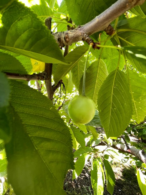 Getmans' Orchard and Vineyard | Prime sweet cherries, peaches, plums ...